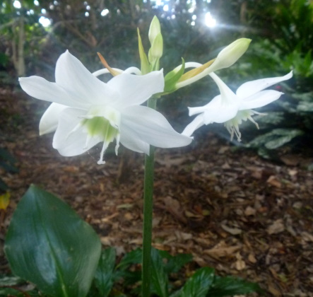 Eucharist Lily – Bangalow Garden Club