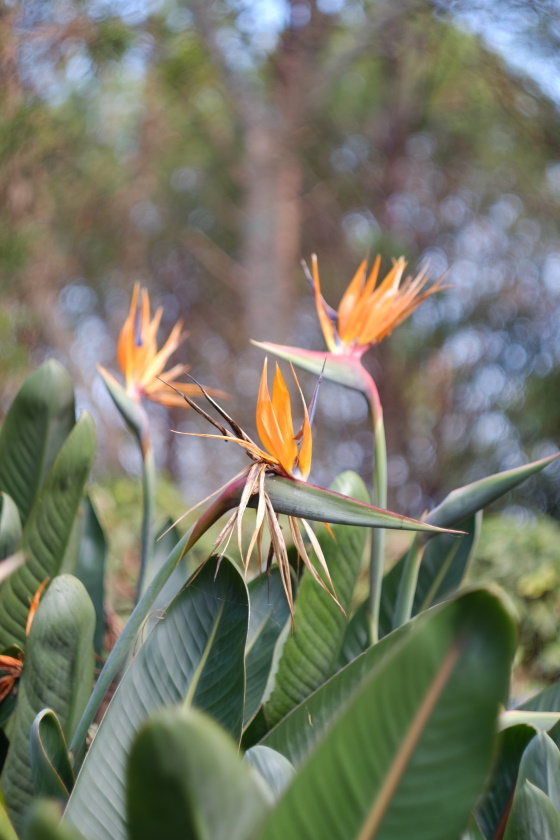 Strelitzia – Bangalow Garden Club